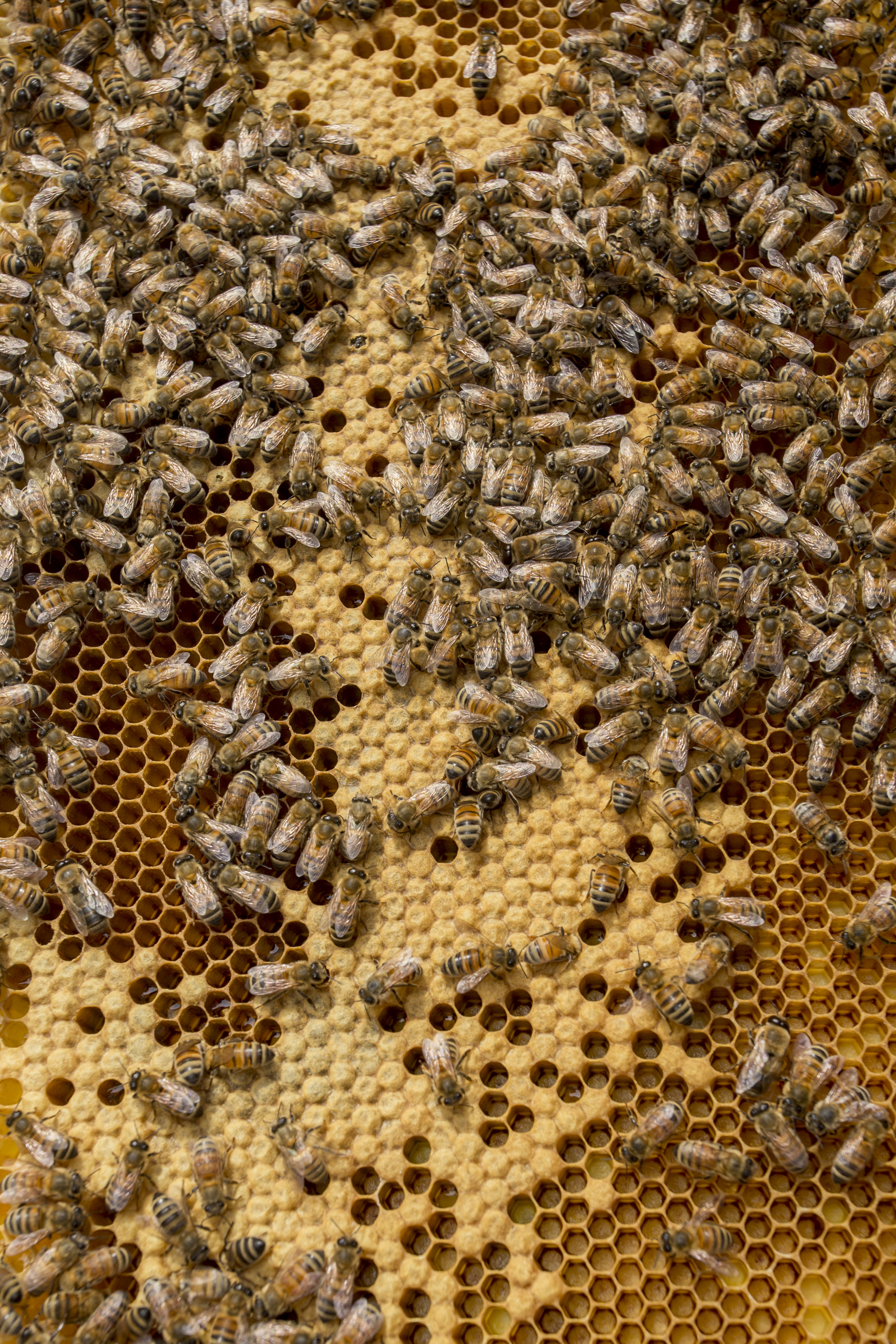 The MMFA Welcomes Two Urbans Beehives